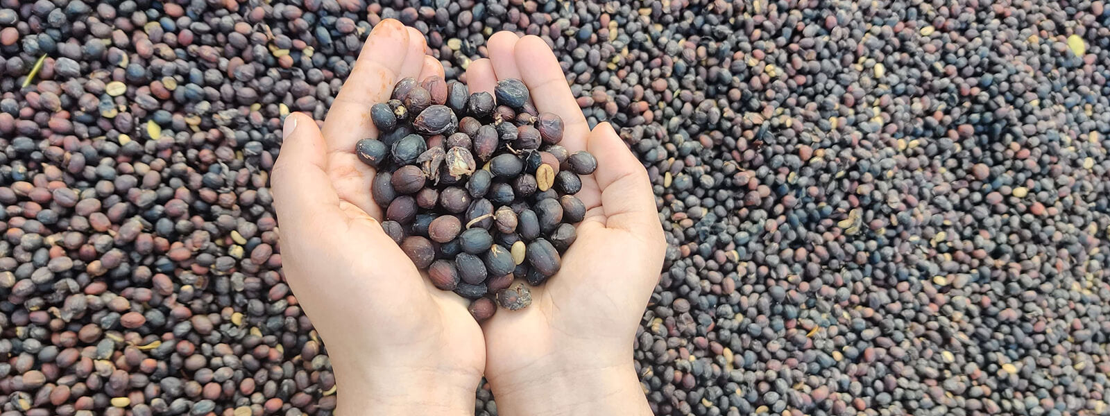 The Journey of your coffee from Farm to Cup – 93 Degrees Coffee Roasters